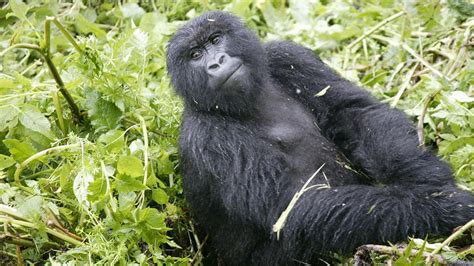 Rushaga Gorilla Habituation Safari From Kigali Gorilla Trekking From