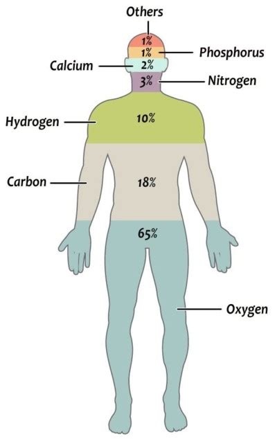 Los Elementos En Los Humanos O C H N Ca P Dciencia