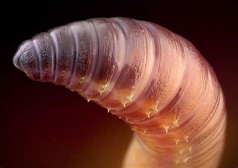 Amazing Macro Photos of Bugs by John Hallmén Earthworms Macro photos