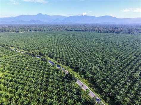 Palm Oil Wallpapers Wallpaper Cave