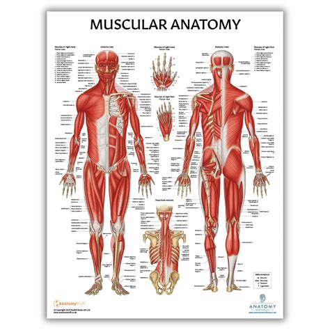 Buy Muscular System Anatomical Chart Laminated Anatomy And Physiology