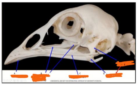 Bird Anatomy Flashcards Quizlet