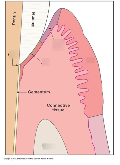 Periodontium Diagram Quizlet