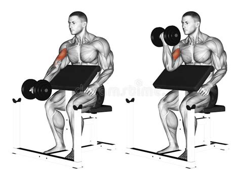 Exercising One Arm Dumbbell Preacher Curl Stock Illustration