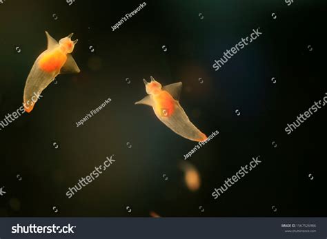 677 Underwater Naked Sea Images Stock Photos Vectors Shutterstock