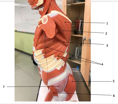 Muscle Torso Diagram Quizlet