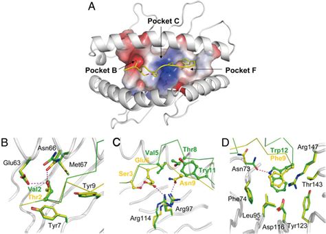 Uncommon Peptide Binding Groove Of Eqca N 00602 Revealed By The Complex