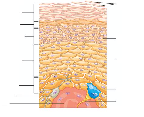 Integumentary System Diagram Quizlet
