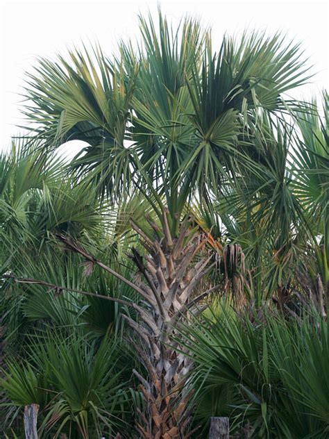 Robust Sabal Palm Sabal Mexicana Fast Growing Palms