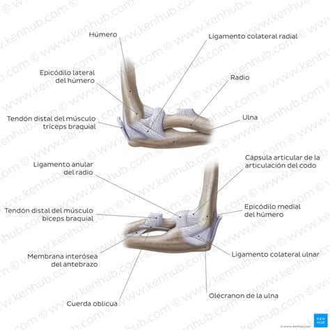 Articulación del codo Anatomía ligamentos movimientos Kenhub