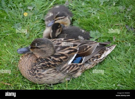 Mother Duck And Ducklings Stock Photo Alamy