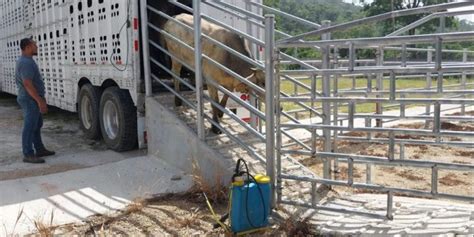 Ganaderos de Petén aumentan exportaciones de bovinos a México Agencia