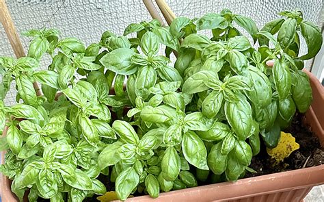 Come Coltivare Il Basilico In Casa Food Nature