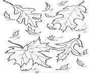 Coloriage Feuille Arbre Hetre JeColorie