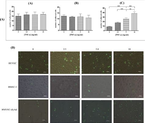 Figure 1 From ADAM9 Silencing Inhibits Breast Tumor Cells