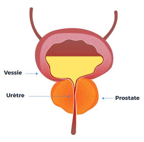 Anatomie rôle et pathologies de la prostate chez un homme
