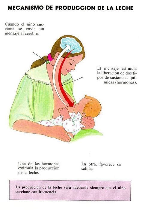 Mecanismo De Producci N De La Leche Lactancia Materna Lactancia