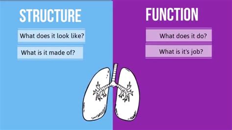 Structure Vs Function In Biology How Are They Different YouTube