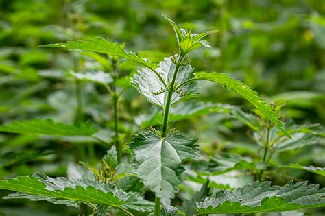 Planta Naturaleza Hoja Foto Gratis En Pixabay Pixabay