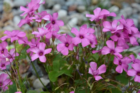 Bloemen Paarse Wilde Gratis Foto Op Pixabay Pixabay