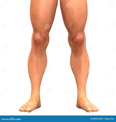Corpo Do Músculo Humano Duas Pernas Em Anatomia De Postição Permanente