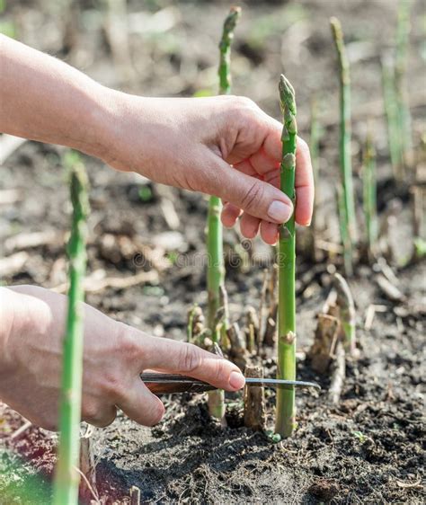 Proceso De Recolección De Espárragos Verdes En El Jardín Foto de