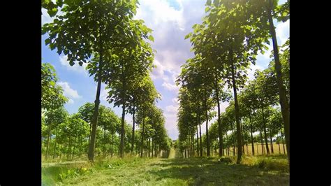 Kiribaum Anbau In Spanien Paulownia Kiribaum KiriFarm WeGrow YouTube
