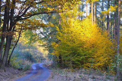 Floresta Caminho Outono Foto Gratuita No Pixabay Pixabay