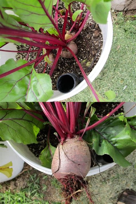 20 Best Vegetables For Container Gardening A Piece Of Rainbow