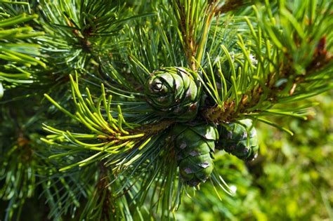 Aceite Esencial Cedro Del Atlas Conoce Propiedades Y Aplicaciones