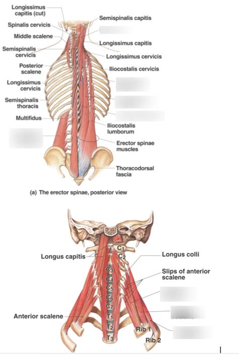 Muscles Of Vertebral Column Diagram Quizlet