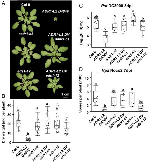 Broader Functions Of TIR Domains In Arabidopsis Immunity PNAS