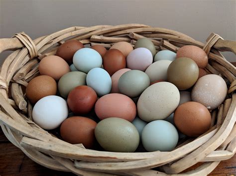 Egg Detection Final Object Detection Dataset And Pre Trained Model By