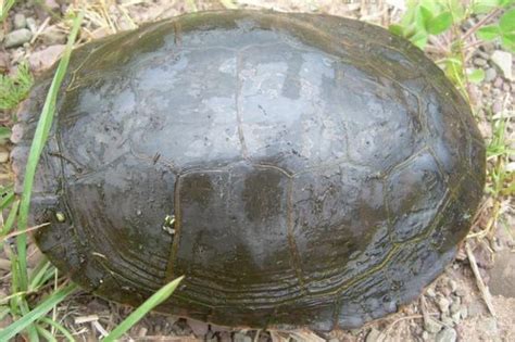 PA HERP IDENTIFICATION Midland Painted Turtle