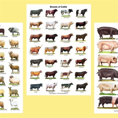 A4 Posters Breeds Of Cattle Sheep Or Pigs Etsy Australia