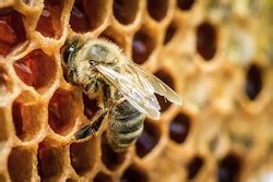 Comment Les Abeilles Fabriquent Elles Du Miel Thot Cursus