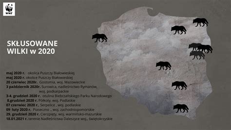 Obława na wilka WWF Polska