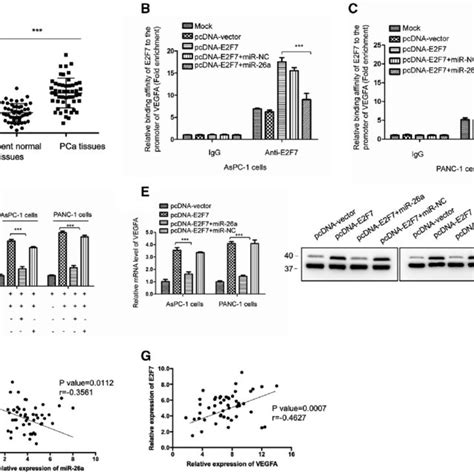 Mir A Negatively Regulated E F Mediated Transcriptional Activation