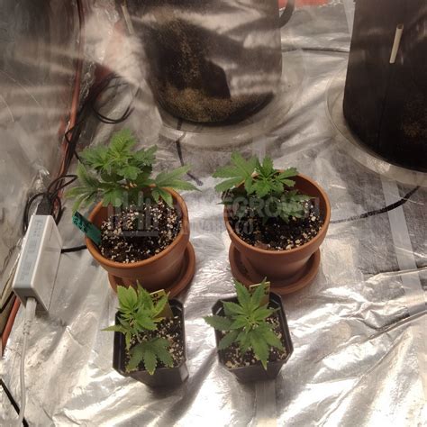 Do Si Dos Feminized Cannabis Seeds Week 10 Grow Journal By Fgs2021 2nd Attempt Grow Dairy