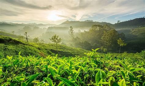 Sightseeing In Munnar Places To Visit In Munnar Munnar Holiday Package