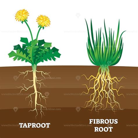 Tap Root System Diagram