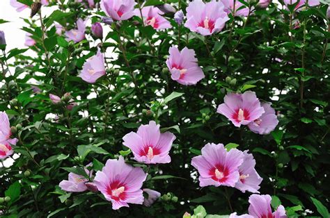 Zdjęcia hibiskusa ogrodowego 5 fotografii