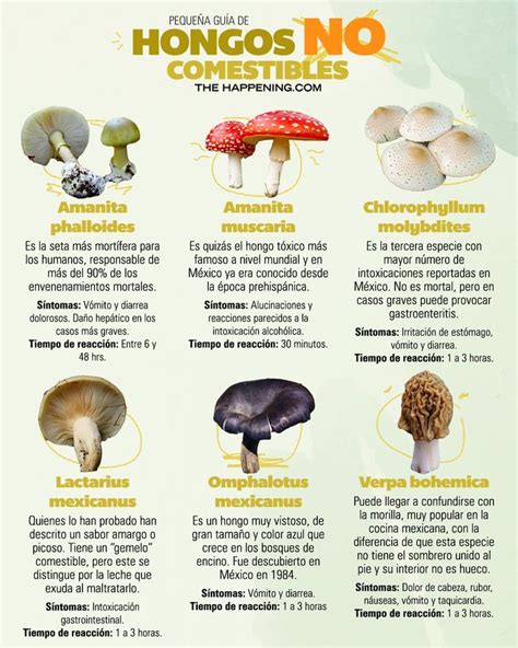 Hongos Realistas Plantas De Hongos Comestibles Y No Comestibles Plantas