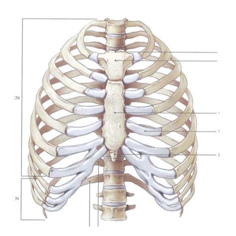 Thorax Diagram Quizlet