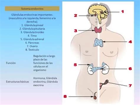 ANATOMÍA Y FISIOLOGÍA DEL SISTEMA ENDOCRINO Introducción YouTube