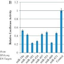 The Regulation Of DACT2 By MicroRNAs A Predicted MiRNAs Targeting
