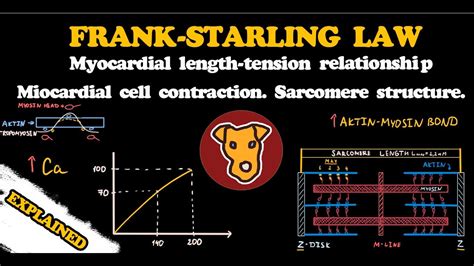 FRANK STARLING LAW Myocardial Length Tension Relationship Sarcomere