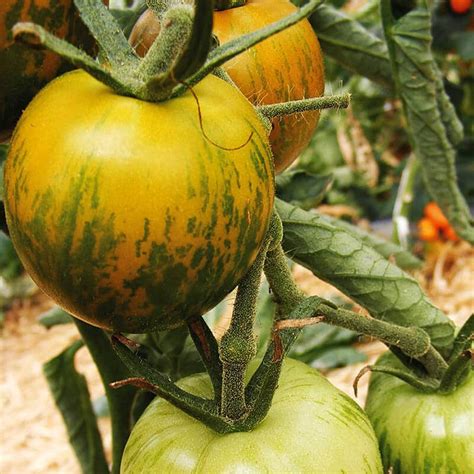 Saatgut Salattomate Green Zebra Kaufen KleePura