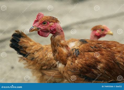 Naked Neck Chicken Stock Photo Image Of Fluffy Developed 74493566