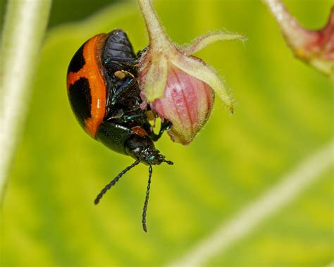 Milkweed Leaf Beetle Colin Gillette Flickr